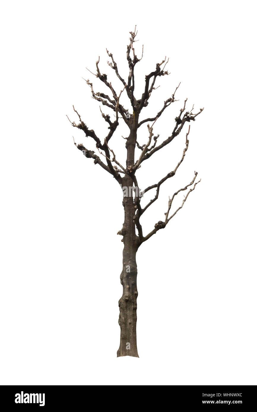 Old single dry tree, isolated on white background. Object with clipping ...
