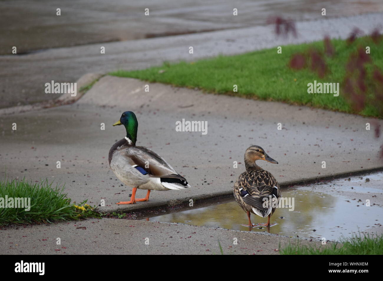 Puddle ducks hi-res stock photography and images - Alamy