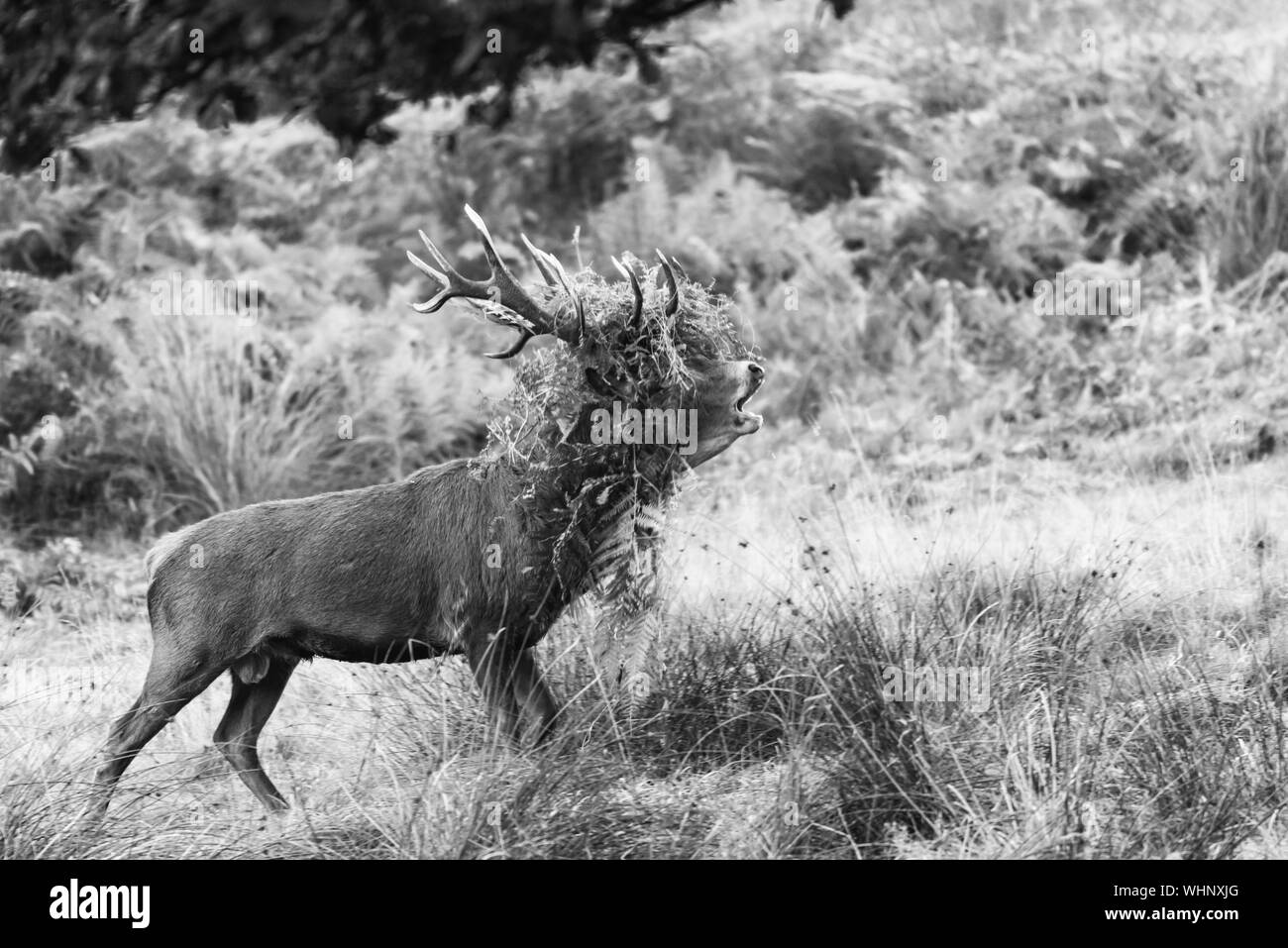Stag wild hi-res stock photography and images - Alamy