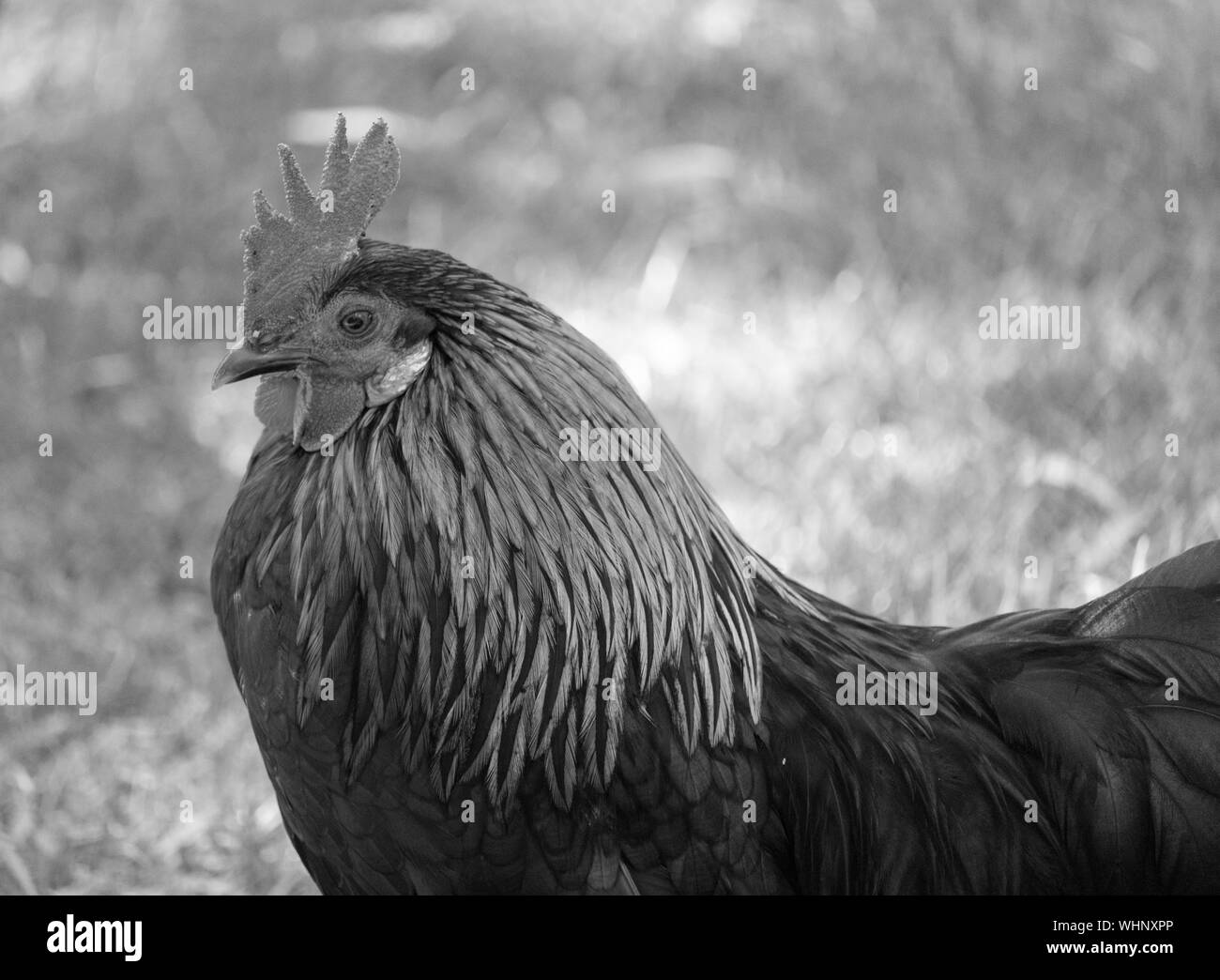 Rooster looking hi-res stock photography and images - Alamy