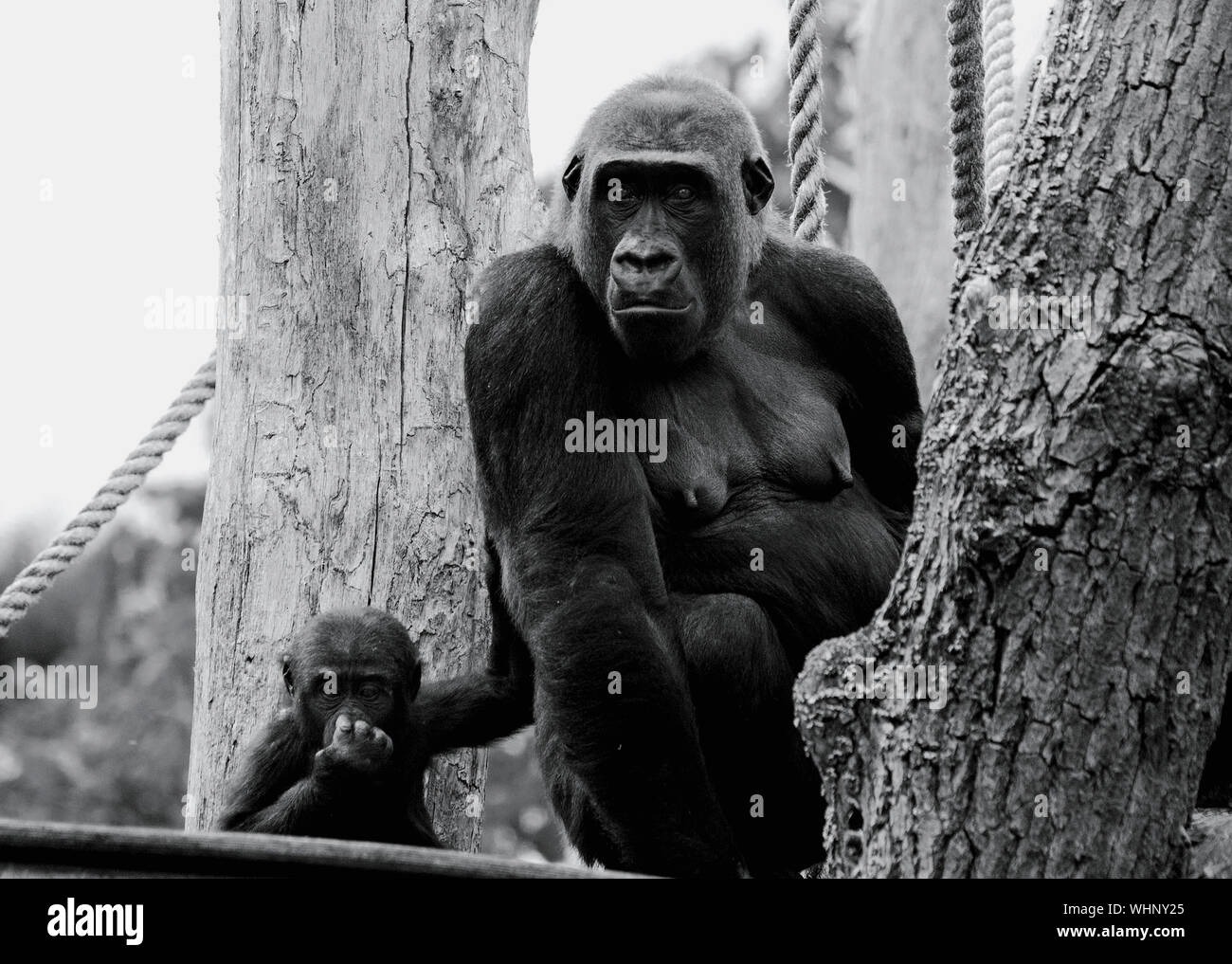 Ape in tree hi-res stock photography and images - Alamy