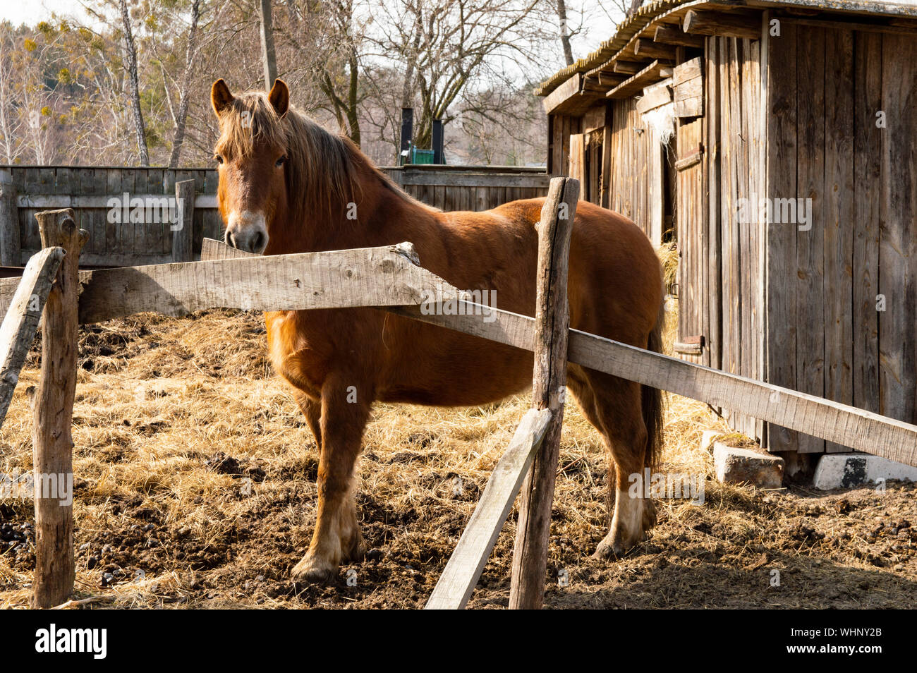 Horse in stable with feed trough hi-res stock photography and images ...