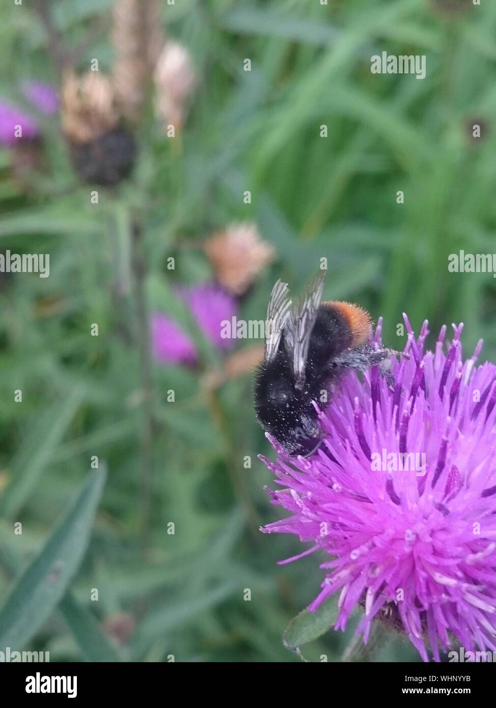 Bumblebee side view hi-res stock photography and images - Alamy