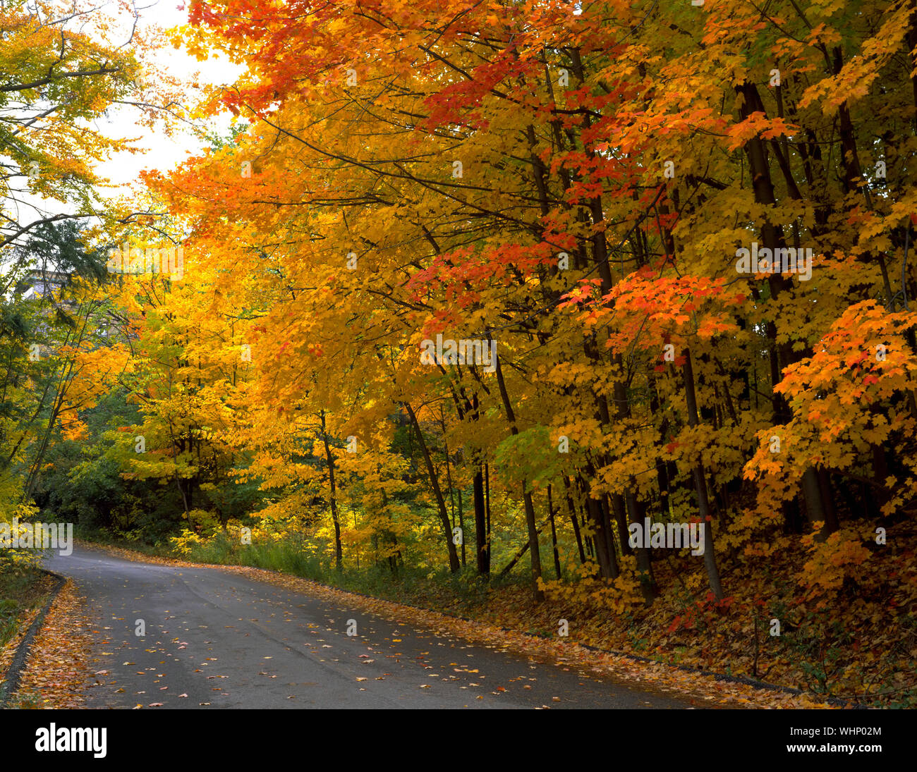 Autumn trees road canada hi-res stock photography and images - Alamy