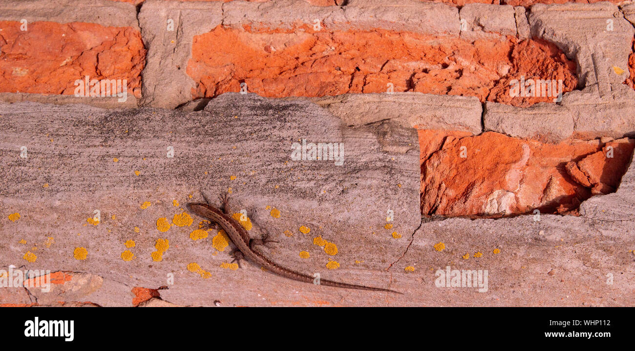 Lizard on a brick wall - background, texture, there is free space to ...