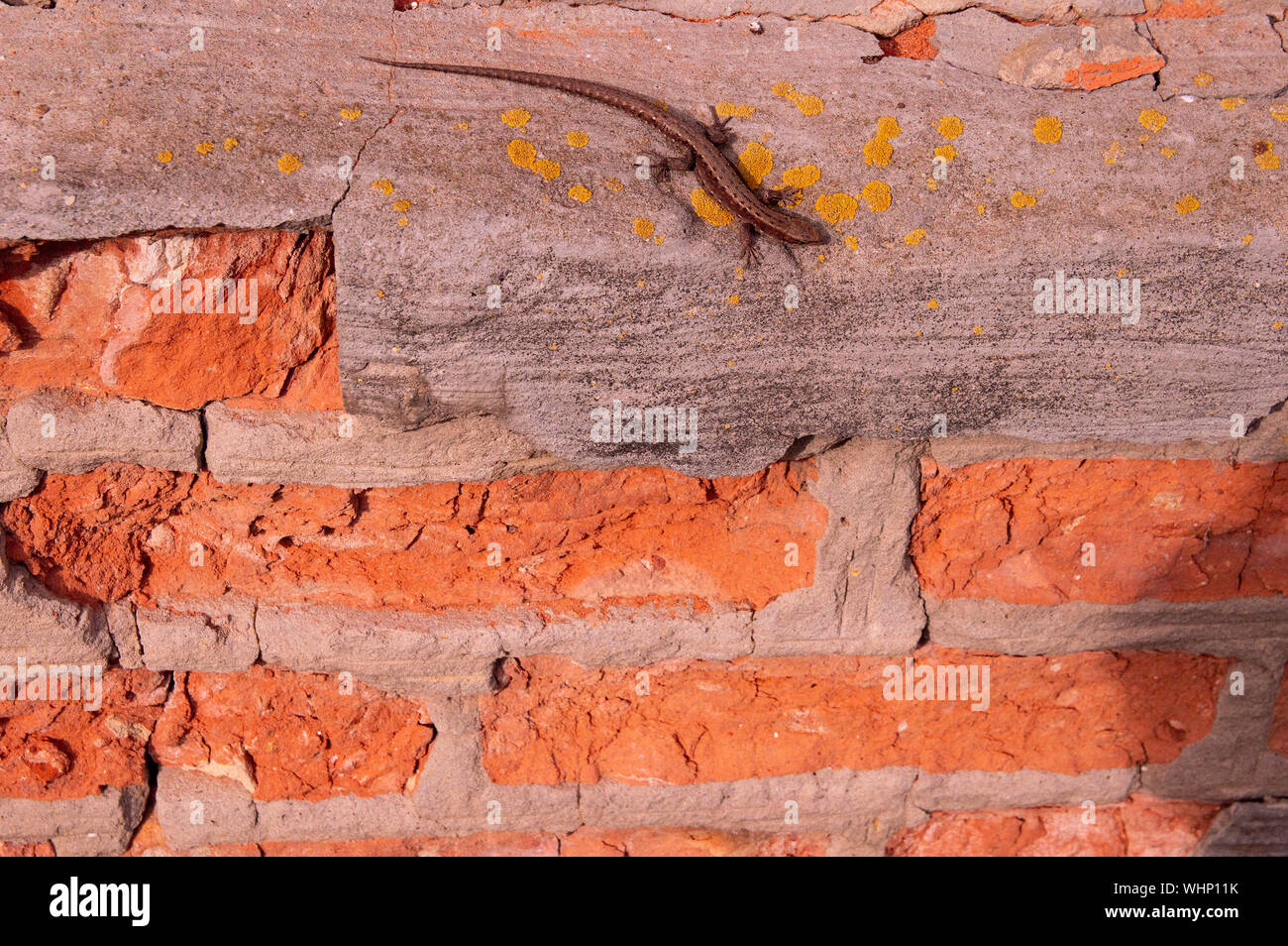Lizard on a brick wall - background, texture, there is free space to ...
