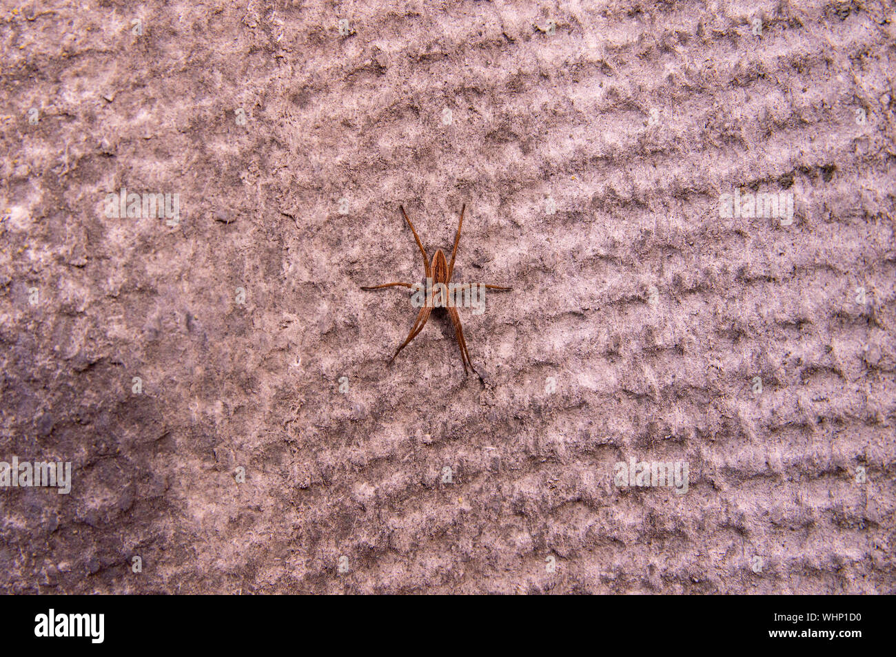 Insect 8 legs eight creepy hi-res stock photography and images - Alamy