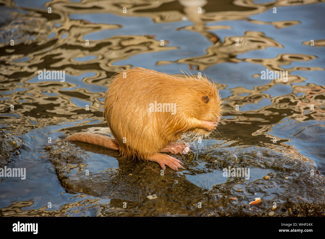 Rat swimming in river hi-res stock photography and images - Alamy