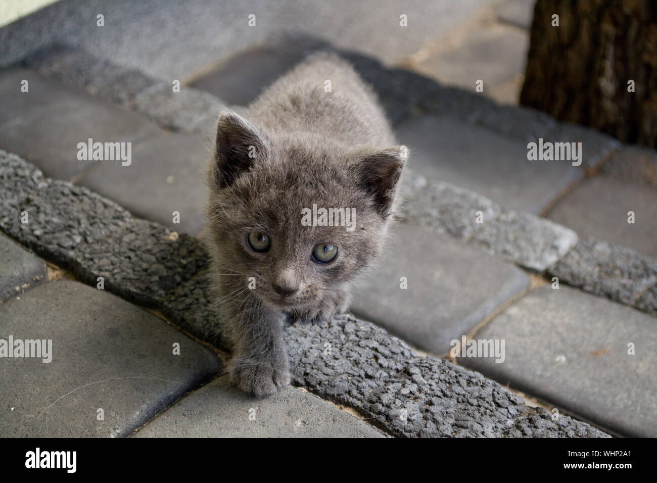 Kitten on steps hi-res stock photography and images - Alamy