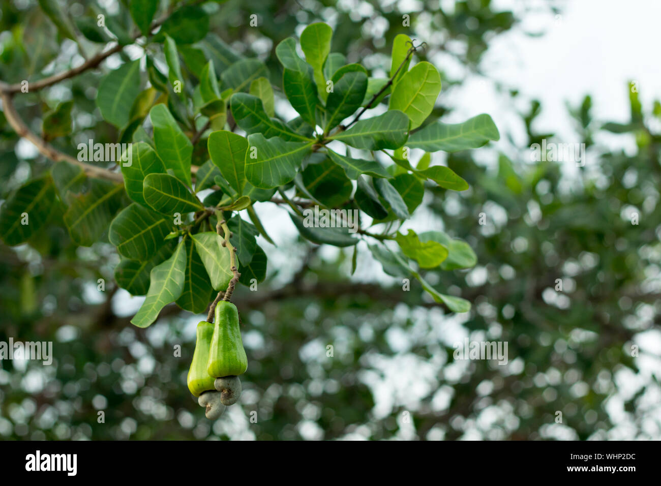 Cashew tree leaf hi-res stock photography and images - Alamy