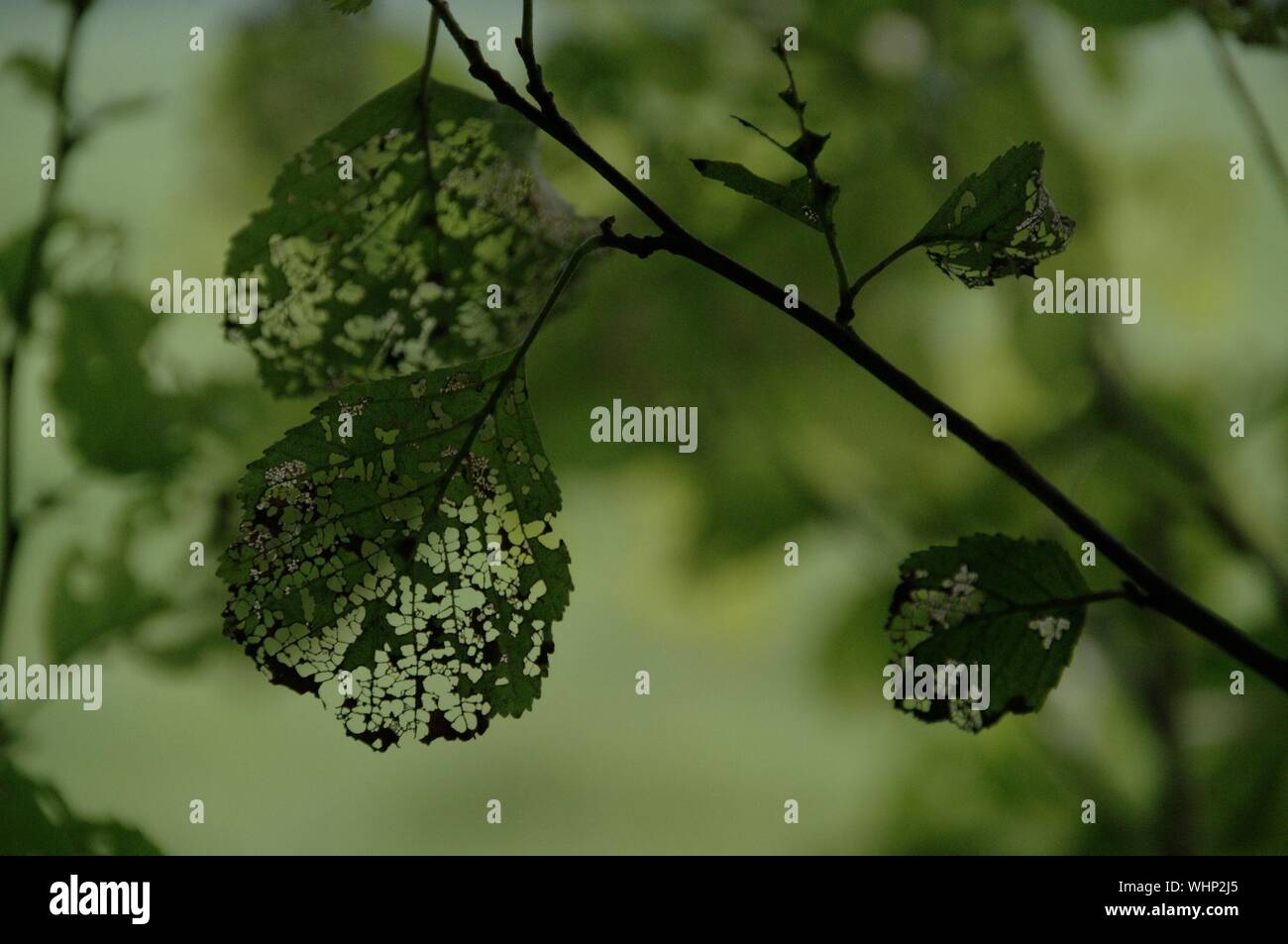 Damaged plant leaves hi-res stock photography and images - Alamy