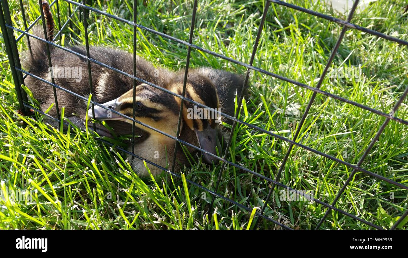 Duck in cage hi-res stock photography and images - Alamy