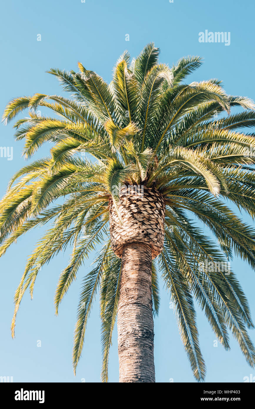 A palm tree in Santa Barbara, California Stock Photo - Alamy