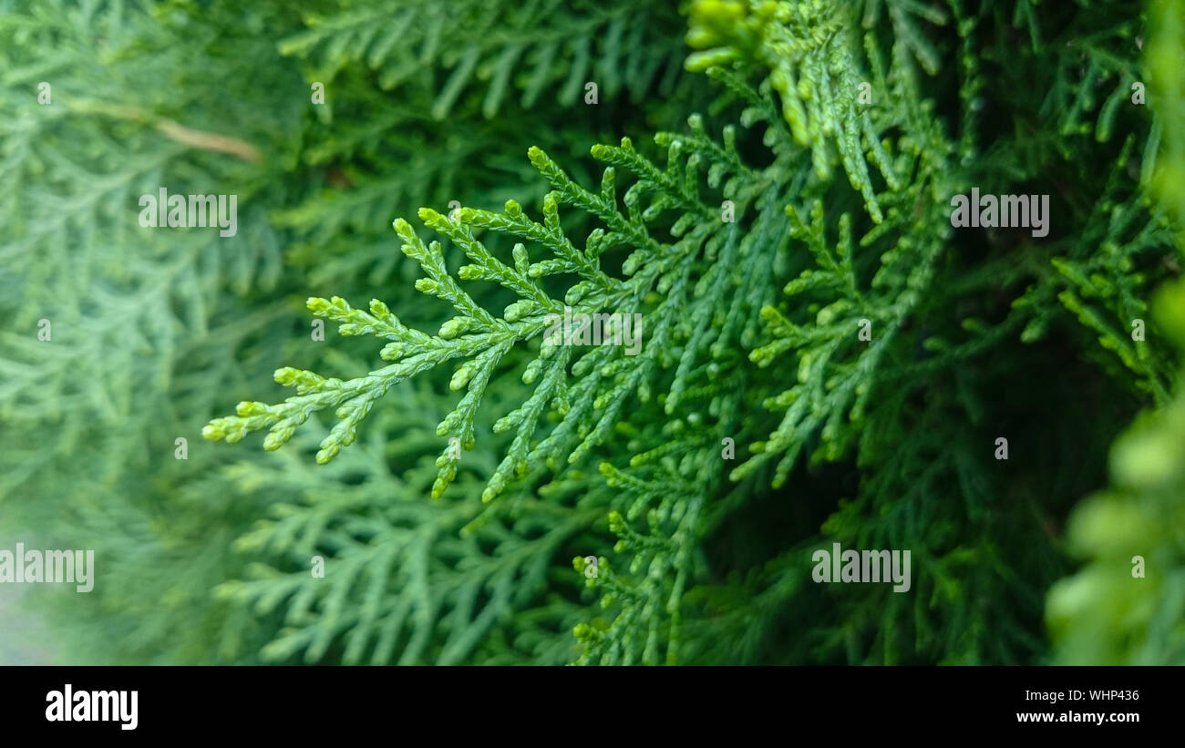 Thuja close up hi-res stock photography and images - Alamy