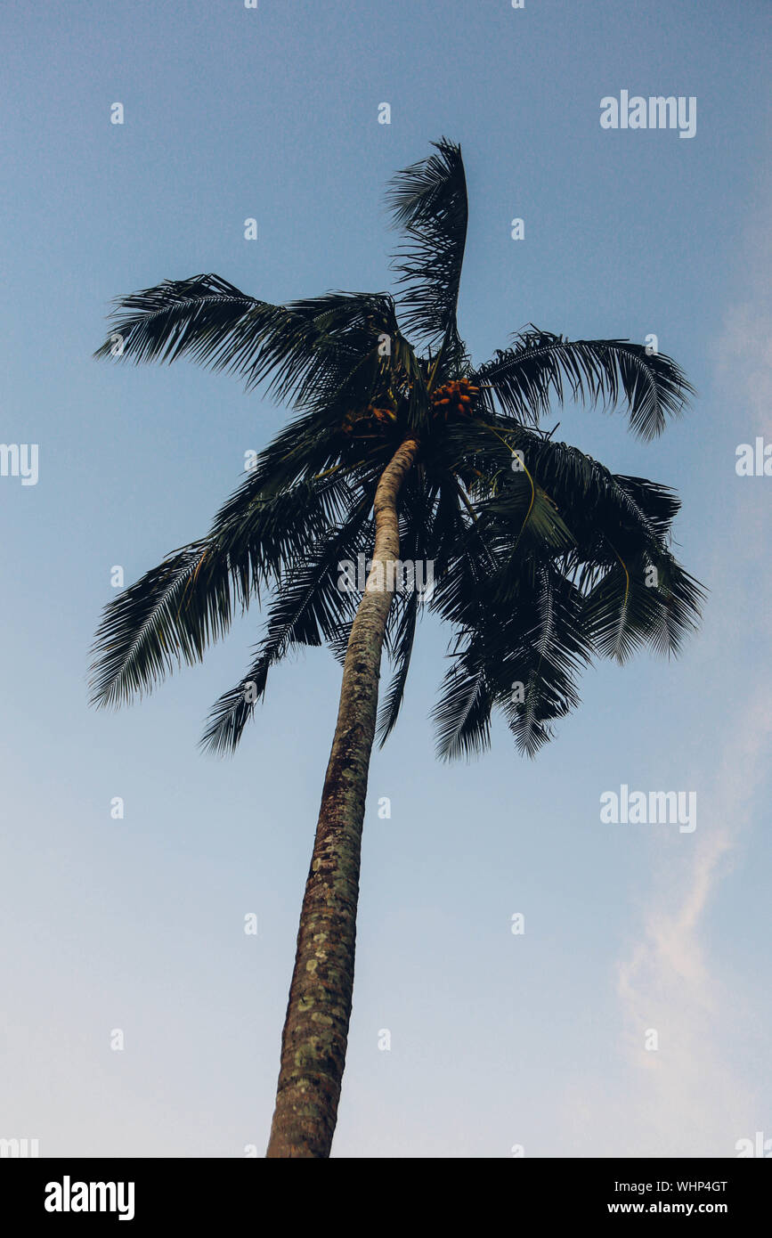 Tall Coconut Tree High Resolution Stock Photography and Images - Alamy