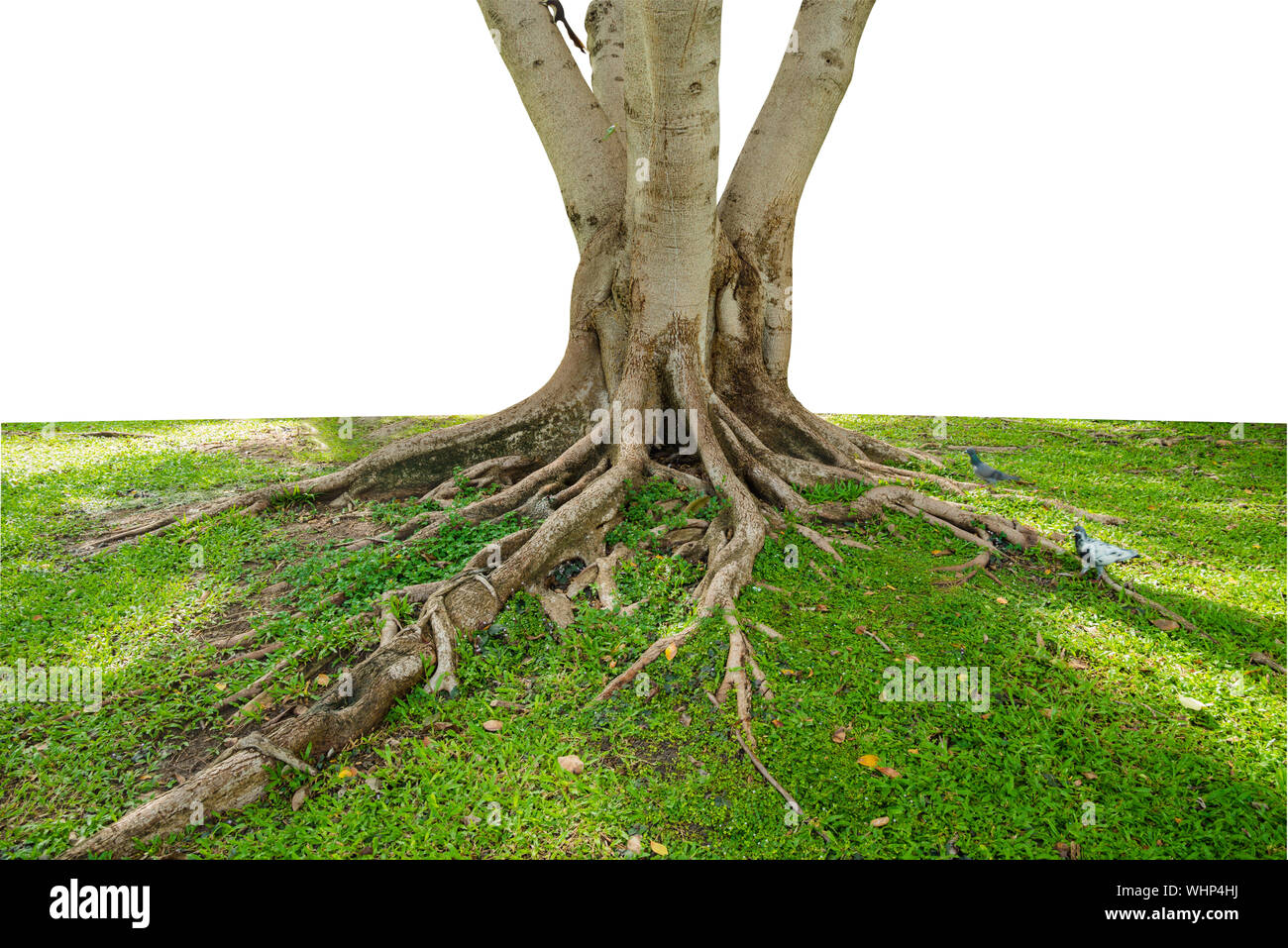 Tree isolated roots hi-res stock photography and images - Alamy