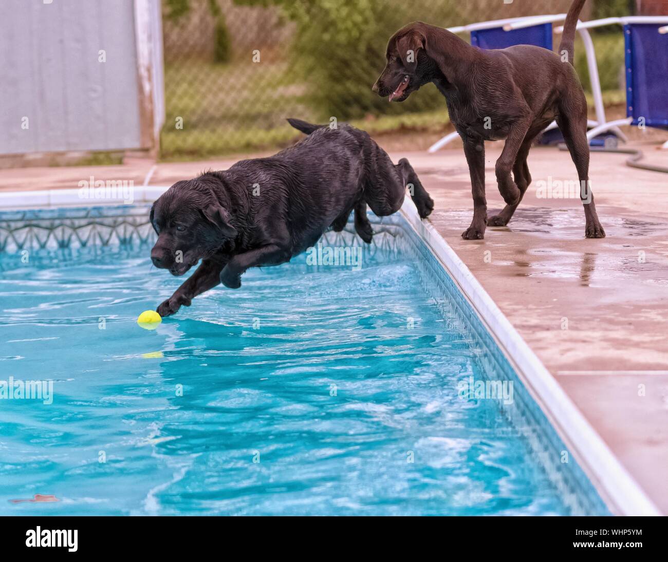 Dogs Playing Pool High Resolution Stock Photography and Images - Alamy