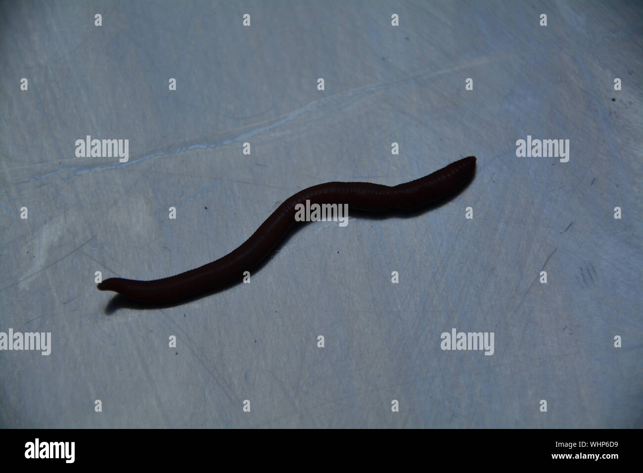 Surface worm hi-res stock photography and images - Alamy