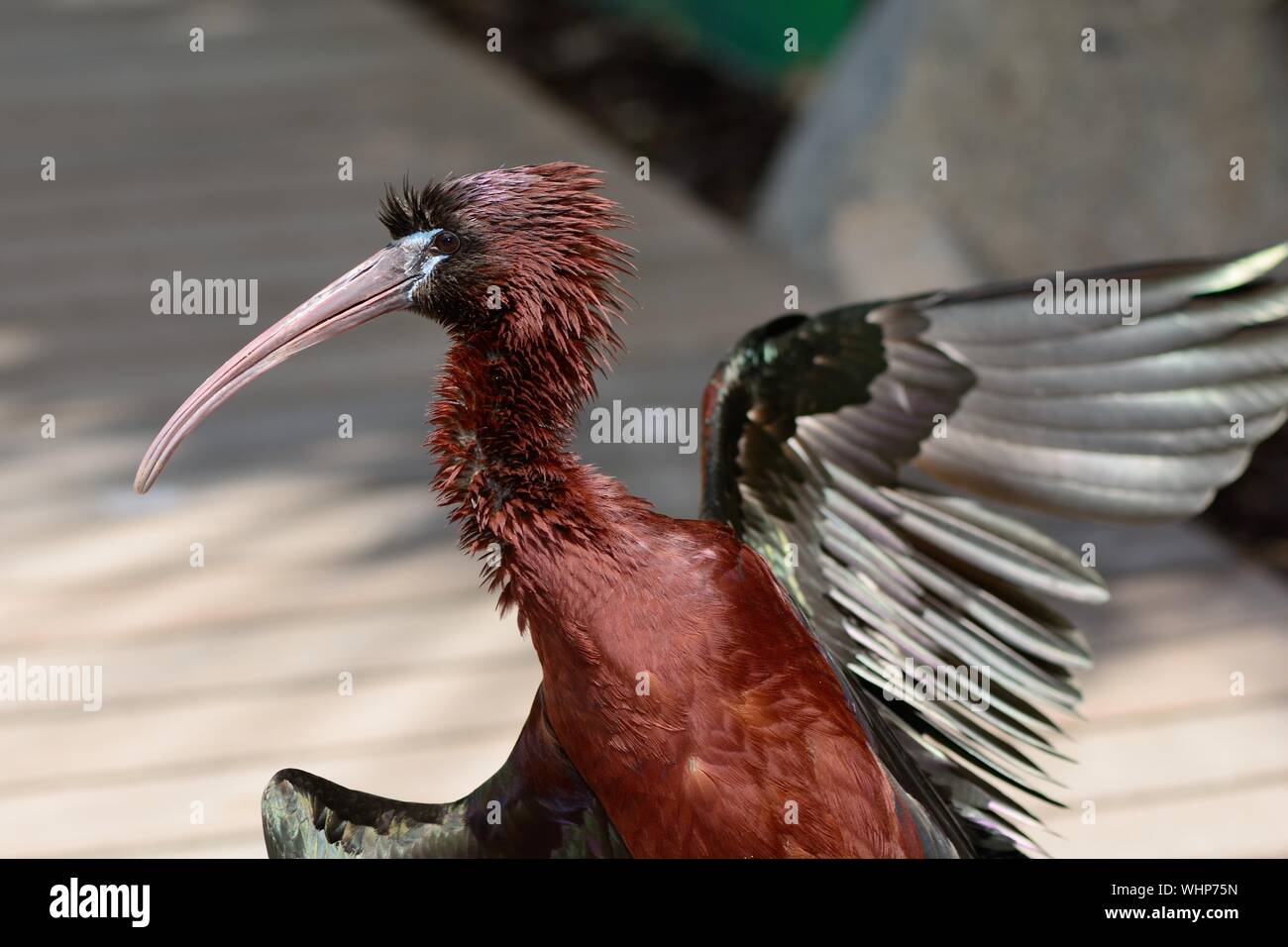 Close up wings bird hi-res stock photography and images - Alamy
