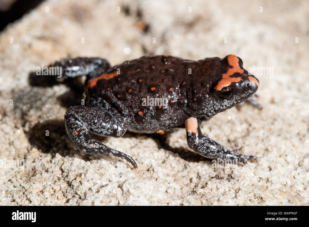 Toadlet hi-res stock photography and images - Alamy