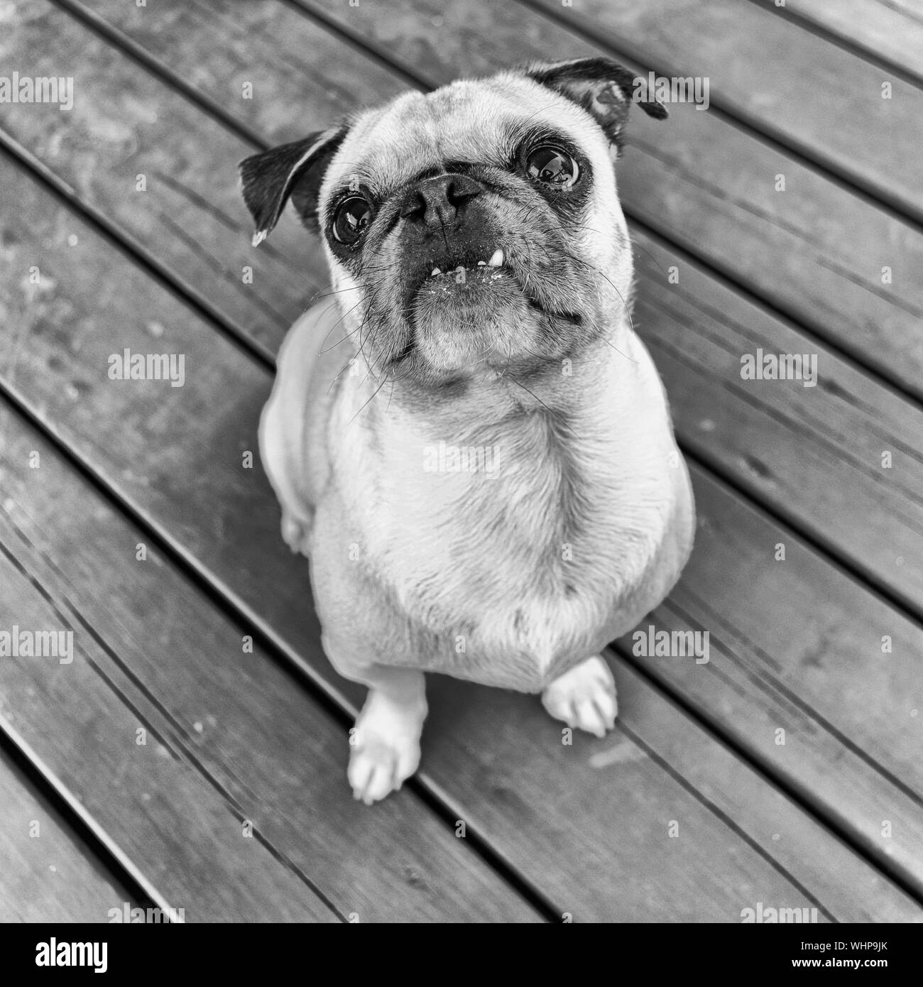 Dog Sitting Up And Begging High Resolution Stock Photography and Images ...