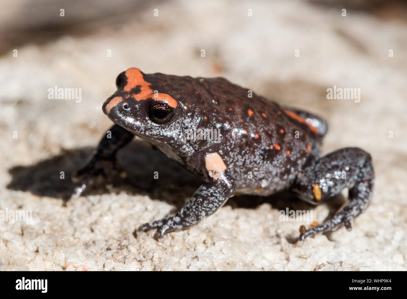 Red crowned toadlet hi-res stock photography and images - Alamy