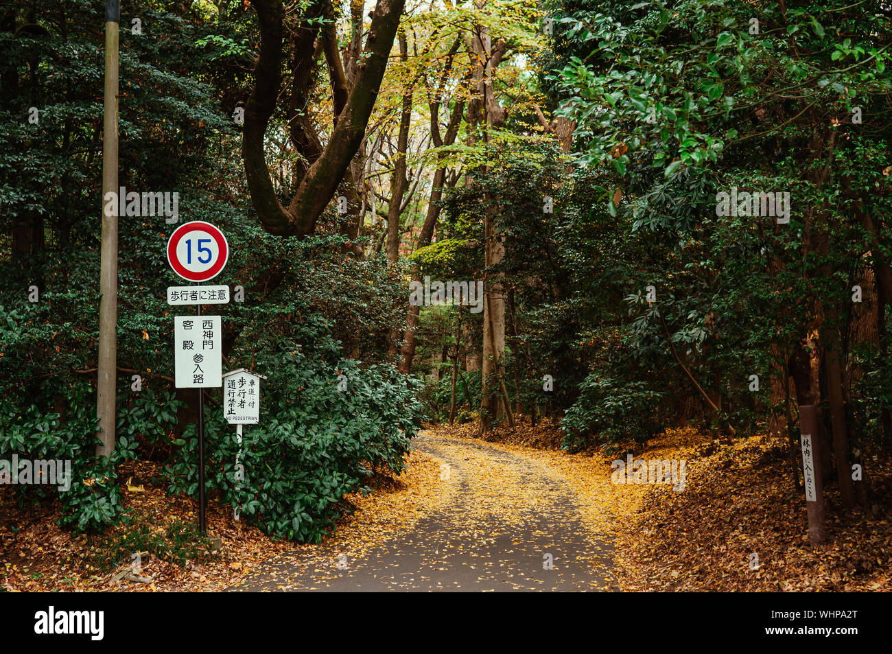Meiji jingu forest hi-res stock photography and images - Alamy
