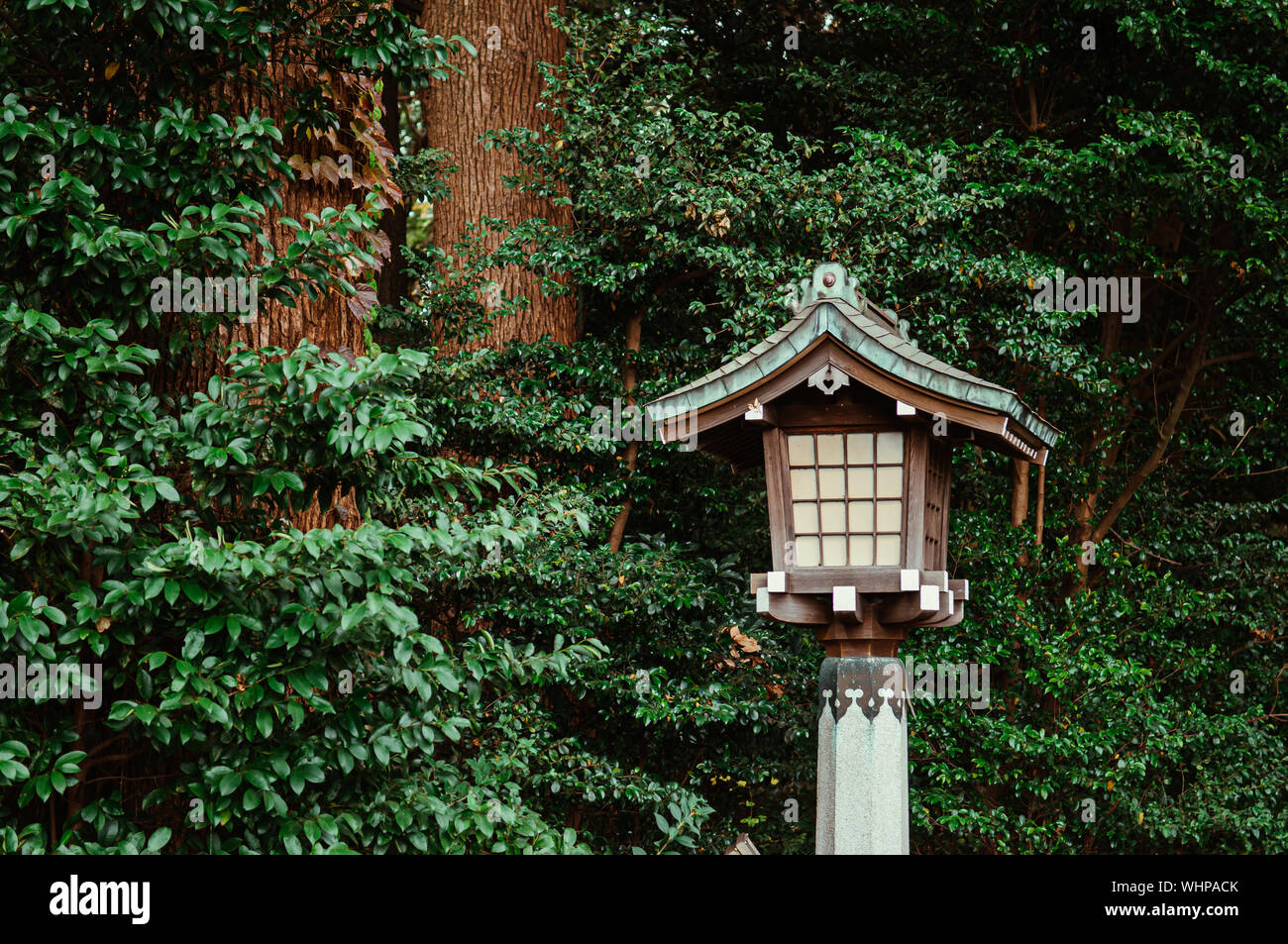 Greenery of meiji jingu forest hi-res stock photography and images - Alamy