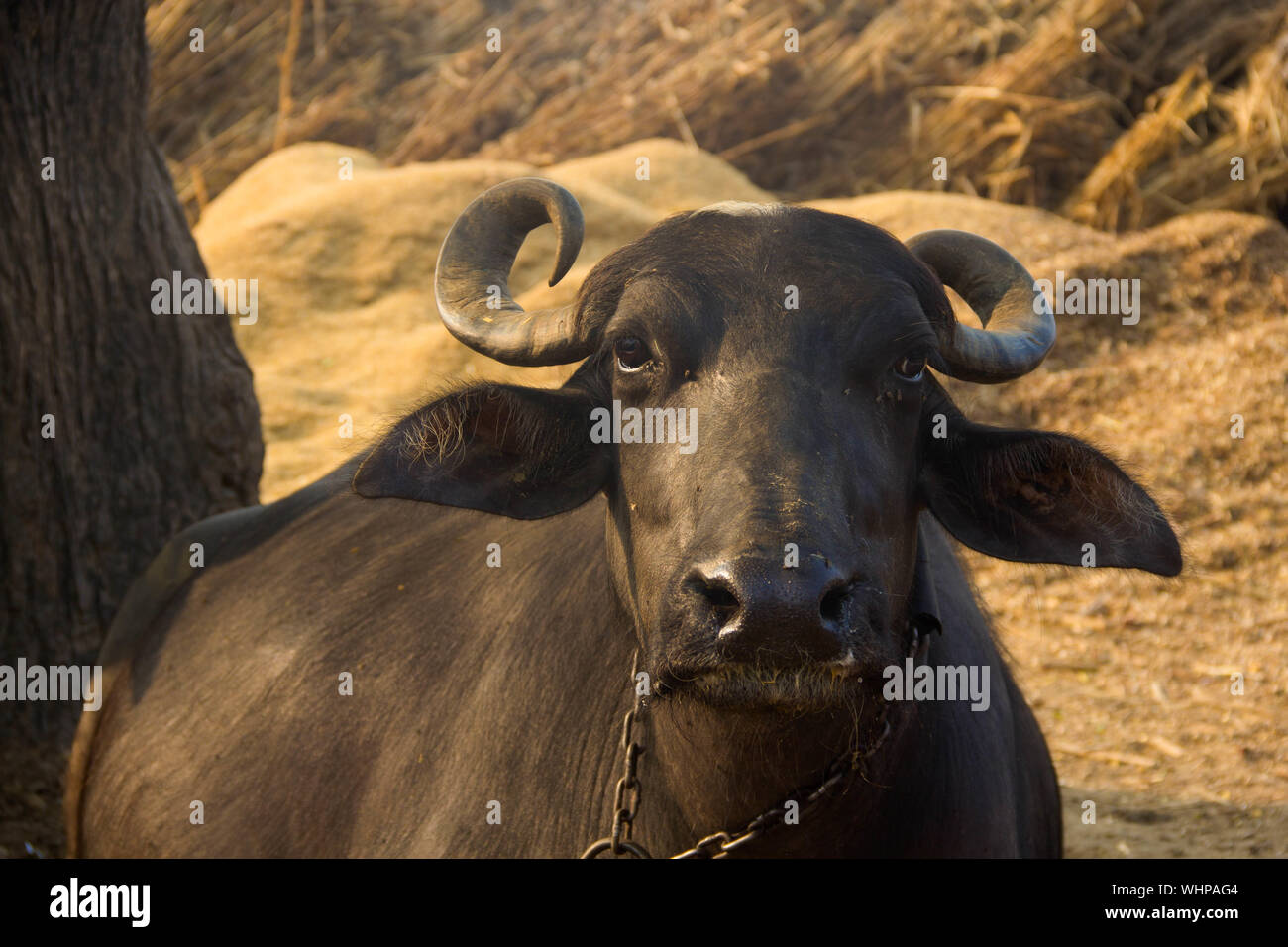 Portrait Domestic Water Buffalo High Resolution Stock Photography and ...