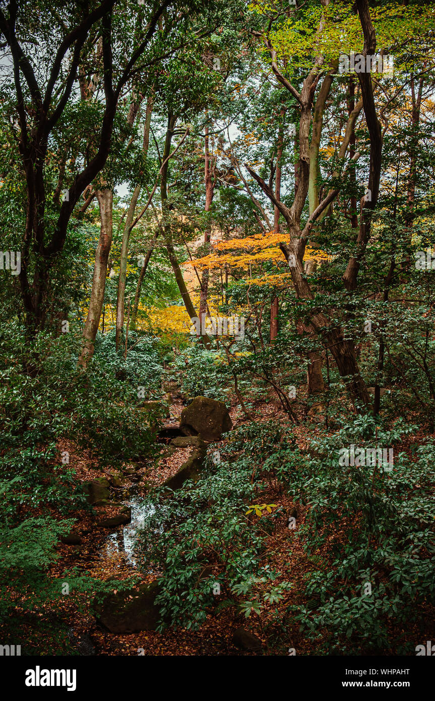 Meiji Jingu Shrine forest park with tourists with small stream under ...