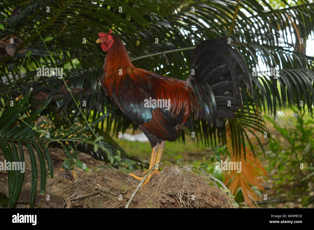 Crest Of Rooster Plant High Resolution Stock Photography and Images - Alamy
