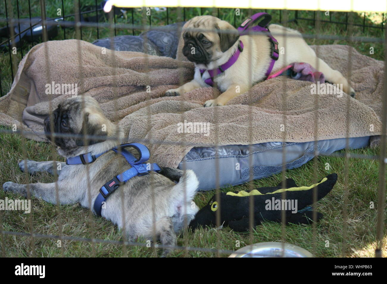 Safety Cage For Dog High Resolution Stock Photography and Images - Alamy