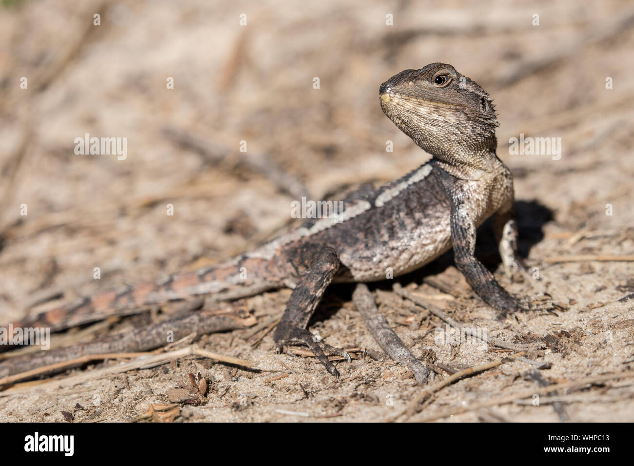 Jacky dragon hi-res stock photography and images - Alamy