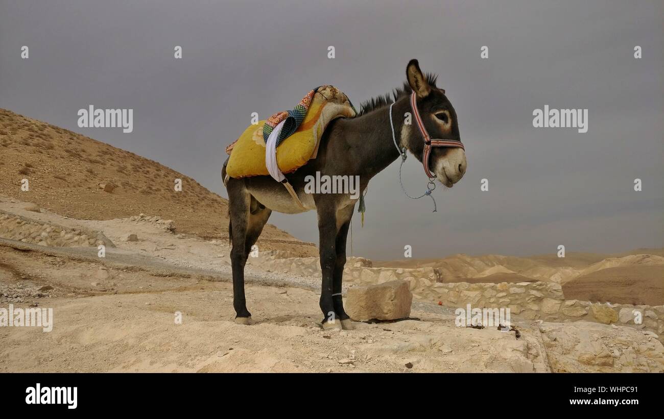 Donkey desert hi-res stock photography and images - Alamy