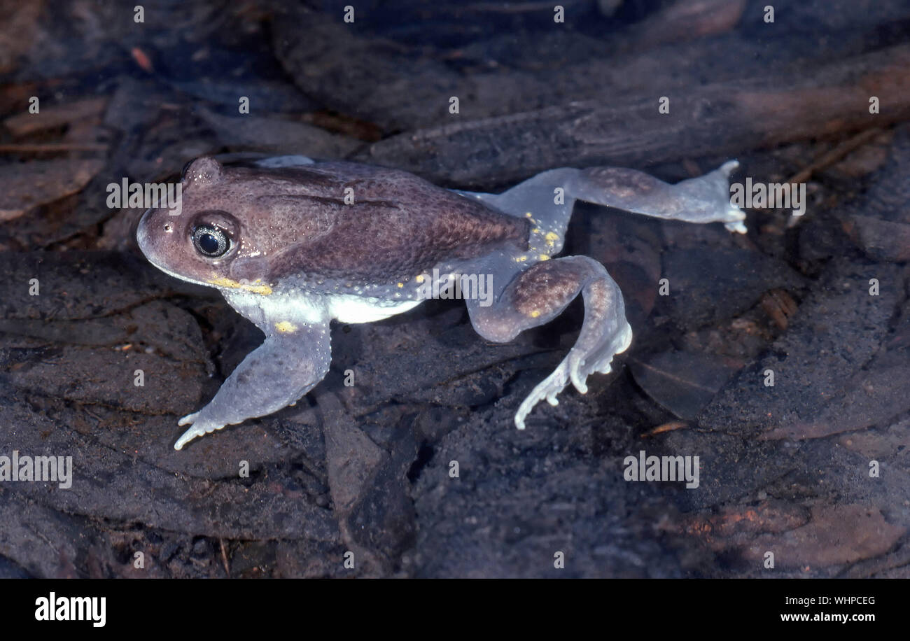 Burrowing frog hi-res stock photography and images - Alamy