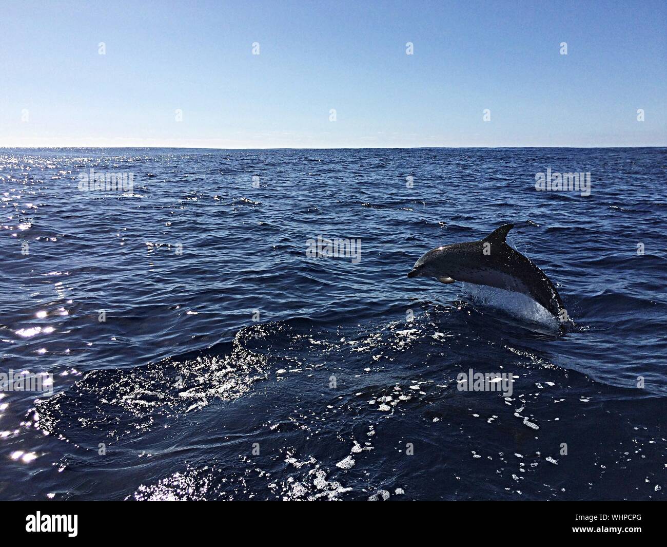 Jumping out of sea hi-res stock photography and images - Alamy