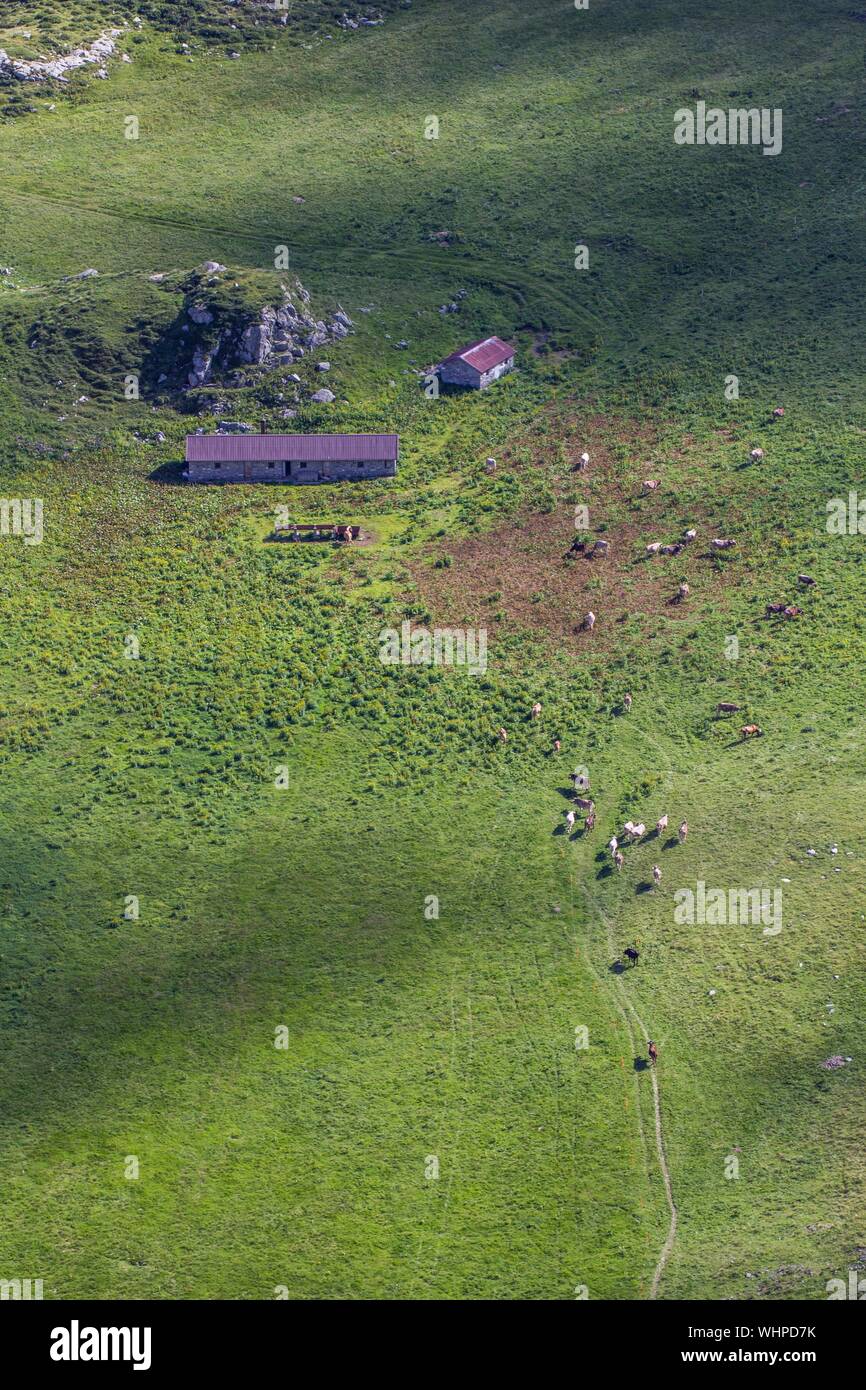 Aerial group animals hi-res stock photography and images - Alamy