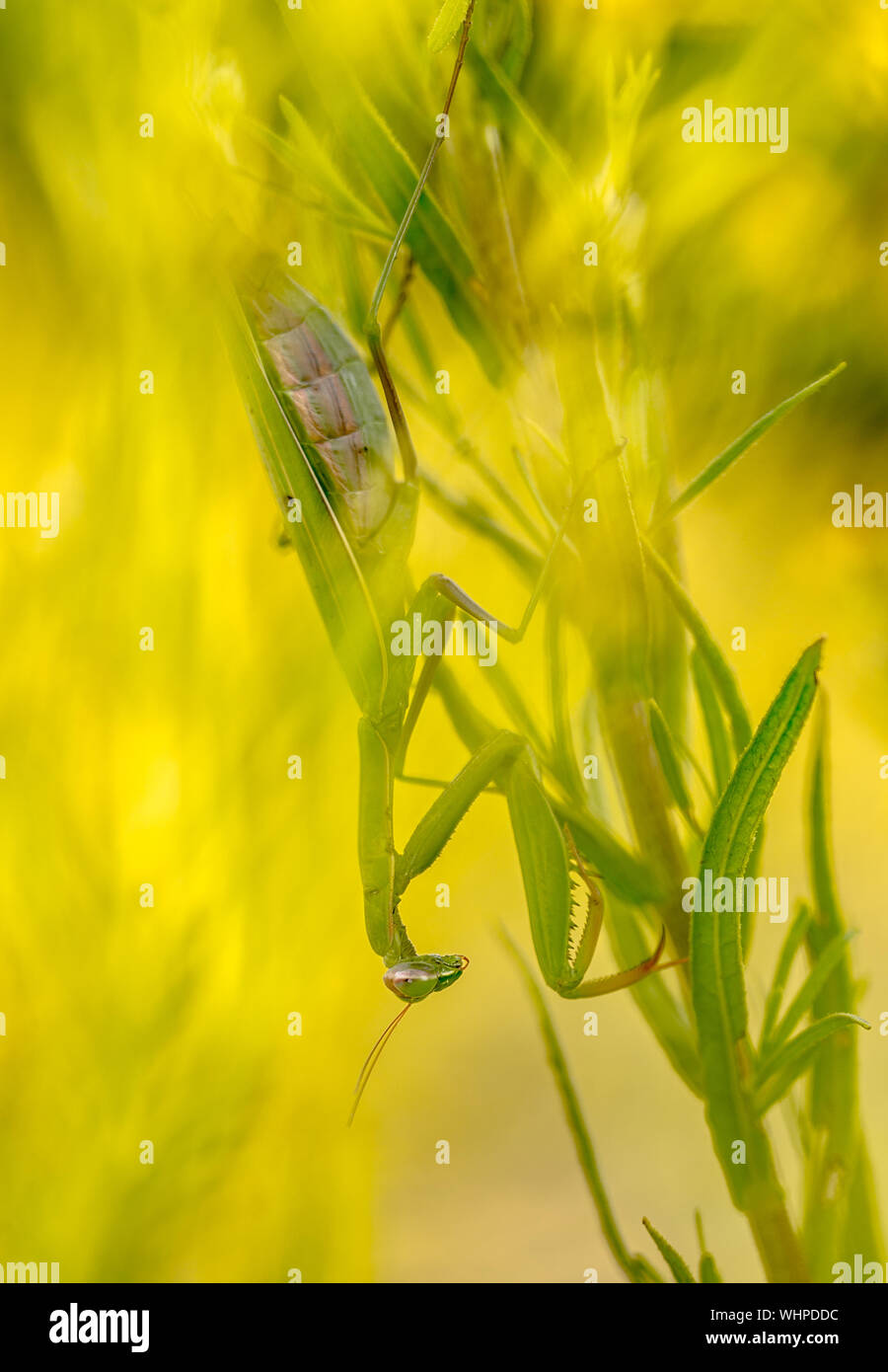 European praying mantis (Mantis religiosa) hiding in yellow flowers to ...