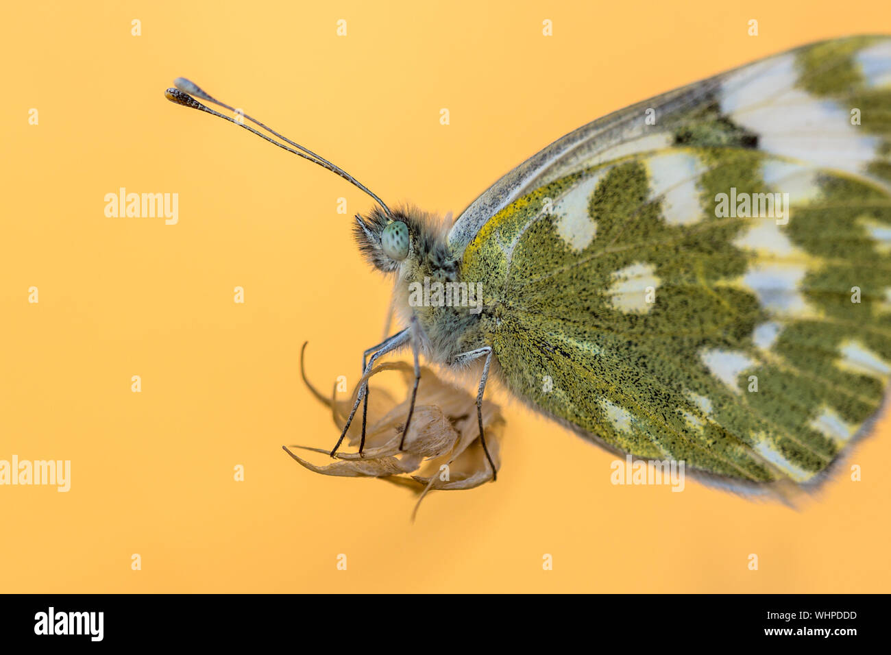 Close up Butterfly Bath white (Pontia daplidice) resting on plant with ...