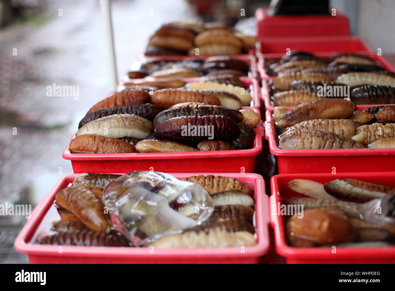 Red sea cucumbers hi-res stock photography and images - Alamy