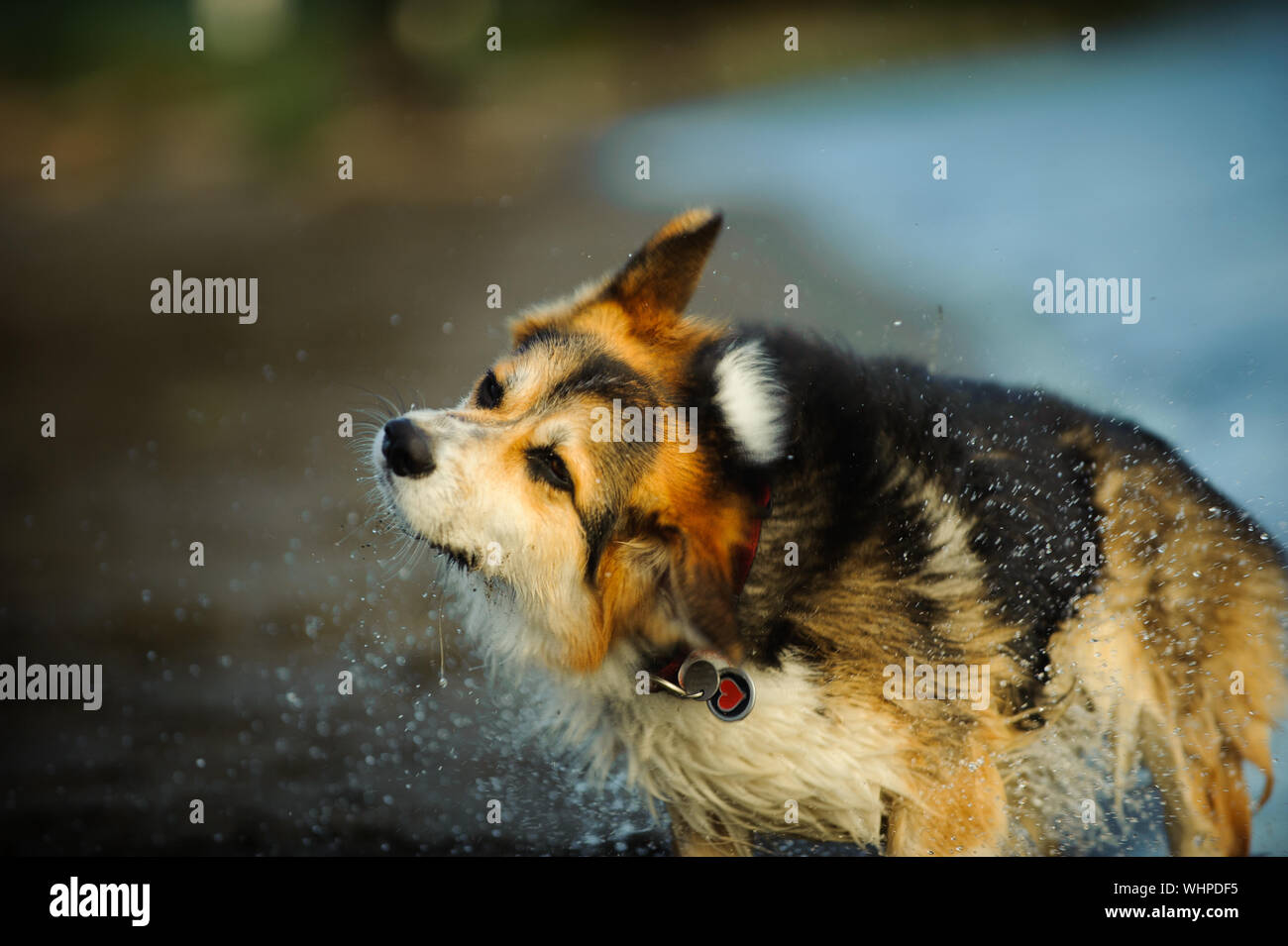 Dog splashing hi-res stock photography and images - Alamy