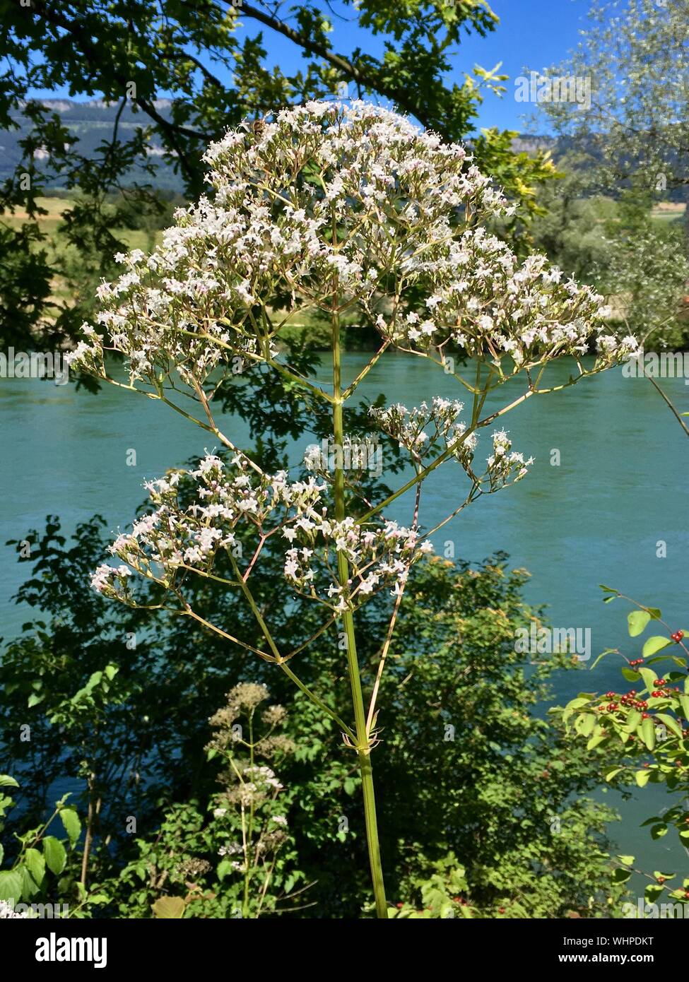 Pond apple tree hi-res stock photography and images - Alamy