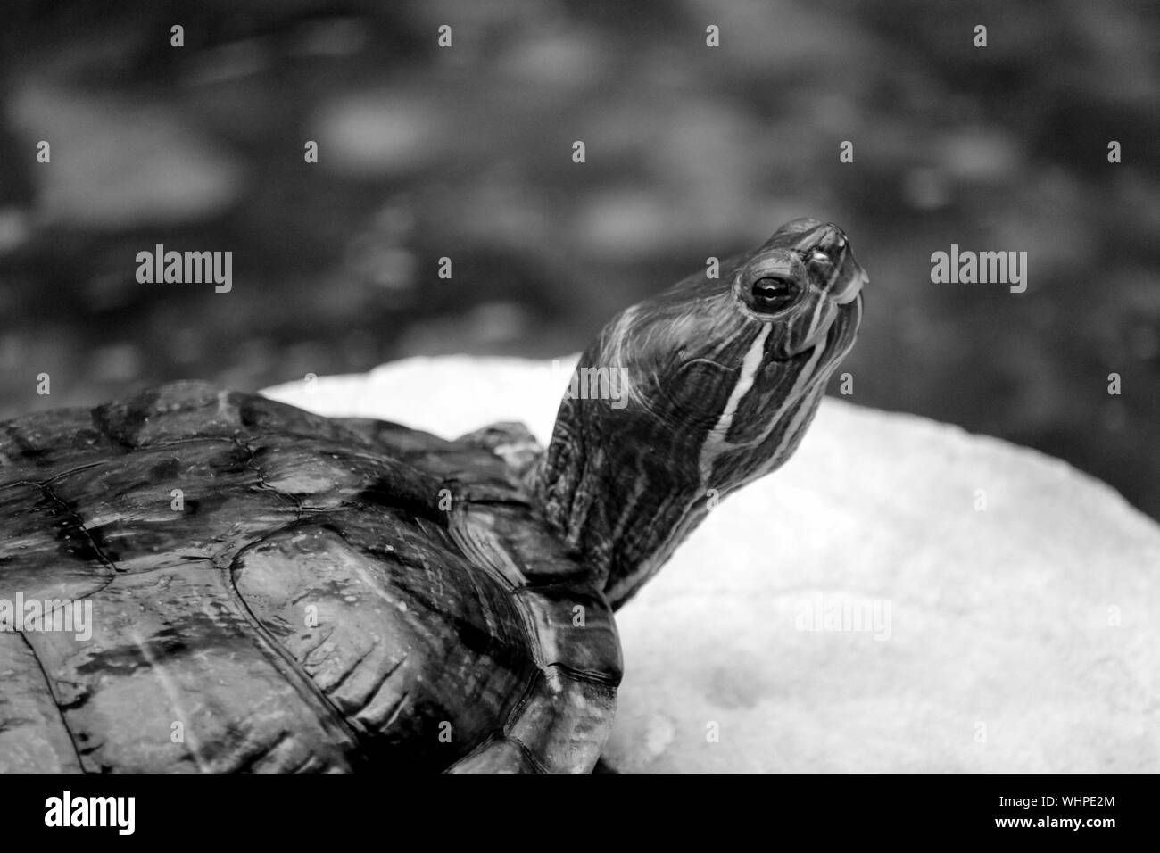 Turtle markings Black and White Stock Photos & Images - Alamy