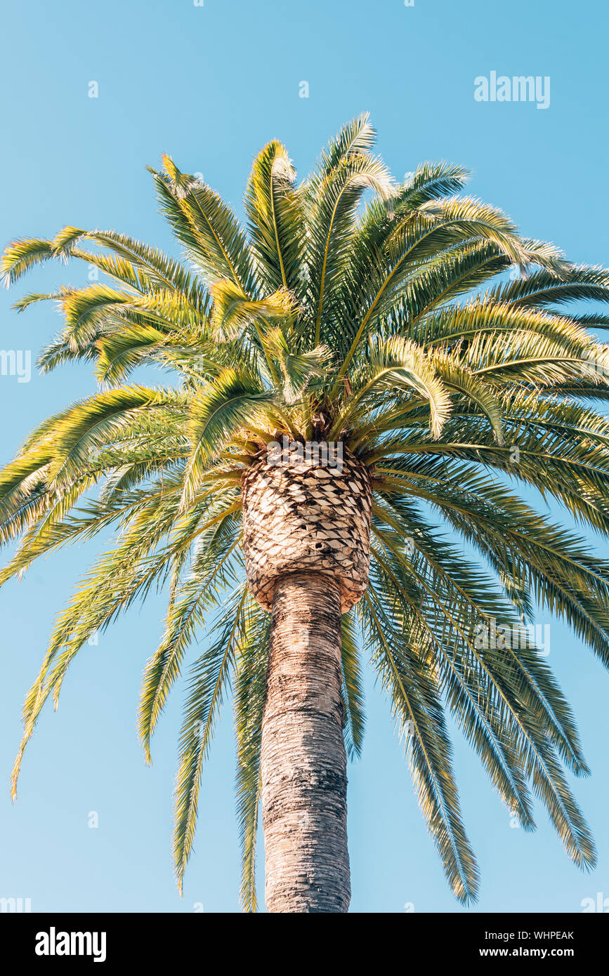 Palm tree in santa hi-res stock photography and images - Alamy