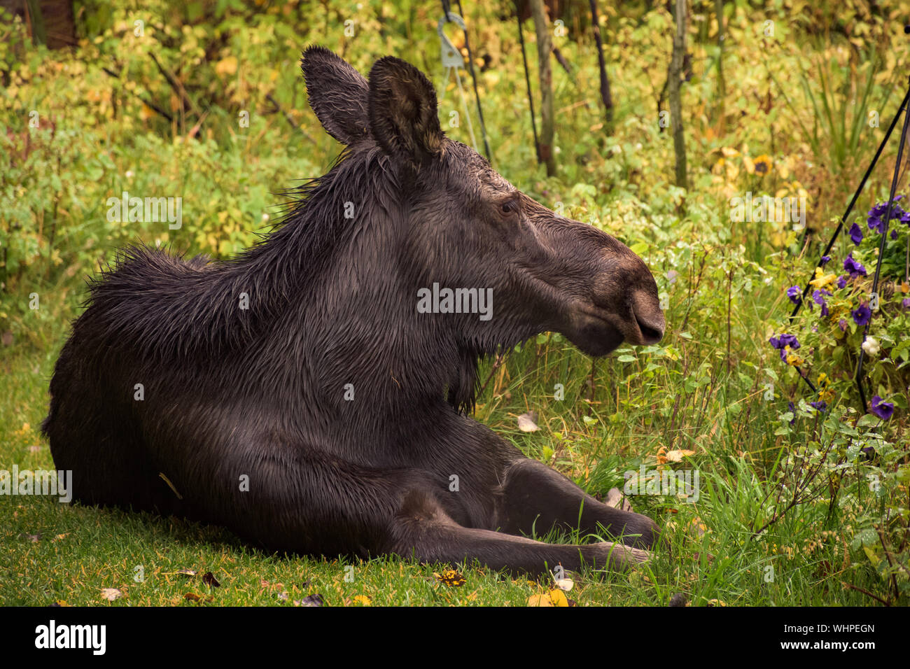 Moose Lying Down High Resolution Stock Photography and Images - Alamy
