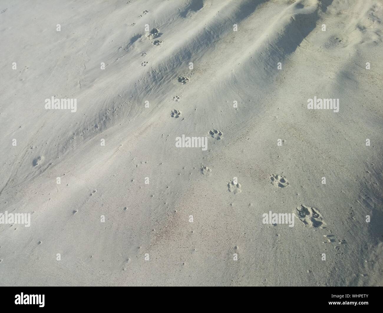 Beach paw prints hi-res stock photography and images - Alamy