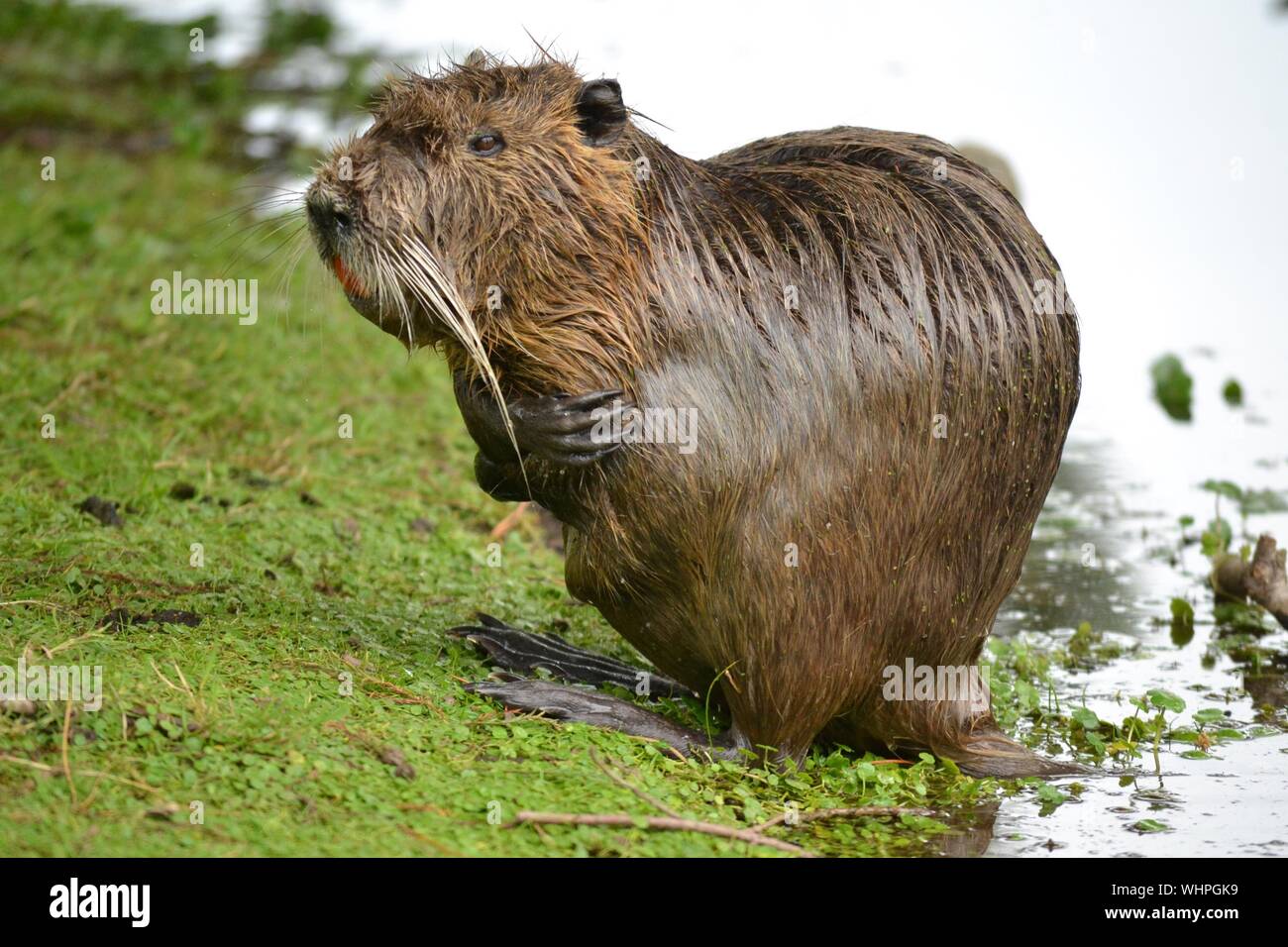 Side view beaver hi-res stock photography and images - Alamy