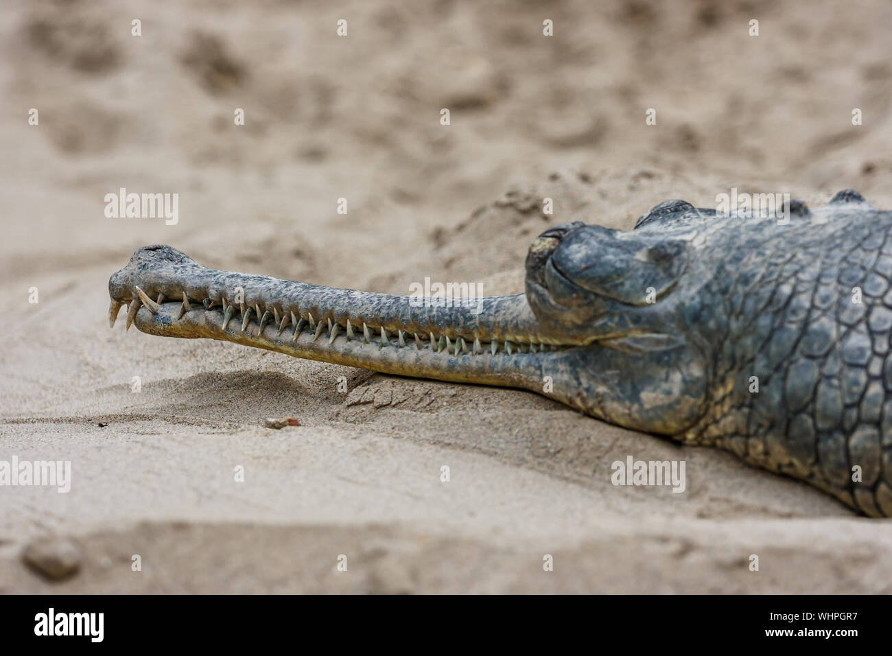 Gharial crocodile chitwan national park hi-res stock photography and ...
