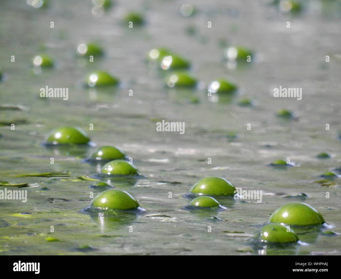 Green and bubbles hi-res stock photography and images - Alamy