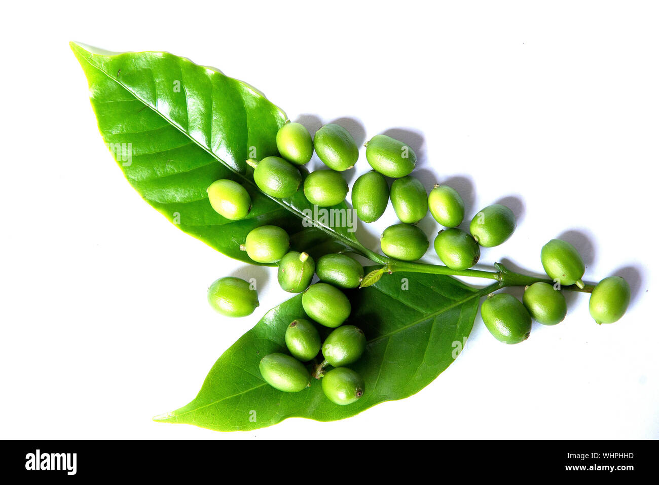 Green coffee fruit hi-res stock photography and images - Alamy